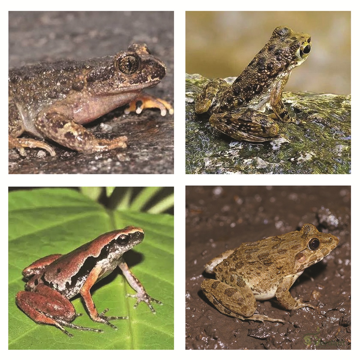 Conserving Nepal’s Endemic Biodiversity - Verdant Visionaries Research ...